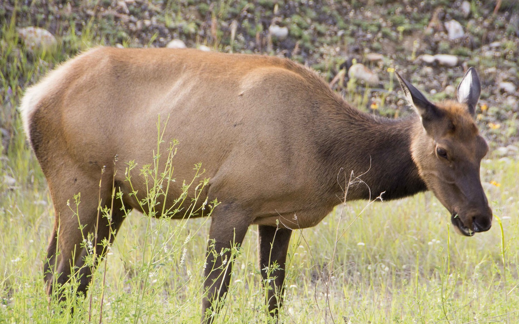 Cow elk is first CWD case in Wyoming Elk Hunt Area 93, first infected elk on Black Butte ...